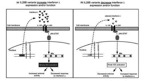 IL28B的基因多态性与丙型肝炎病毒感染转归的关系 - 爱爱医医学网